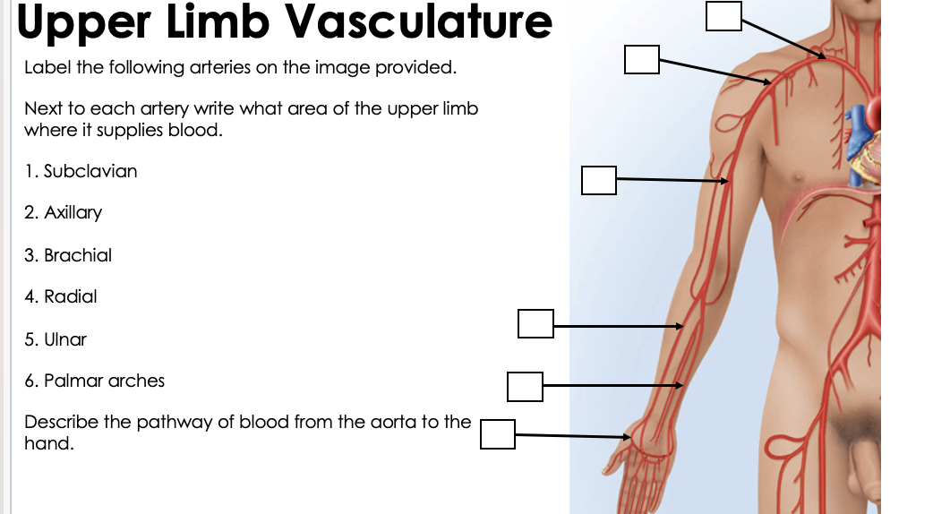 Solved upper LImo vasculati Label the following arteries on | Chegg.com