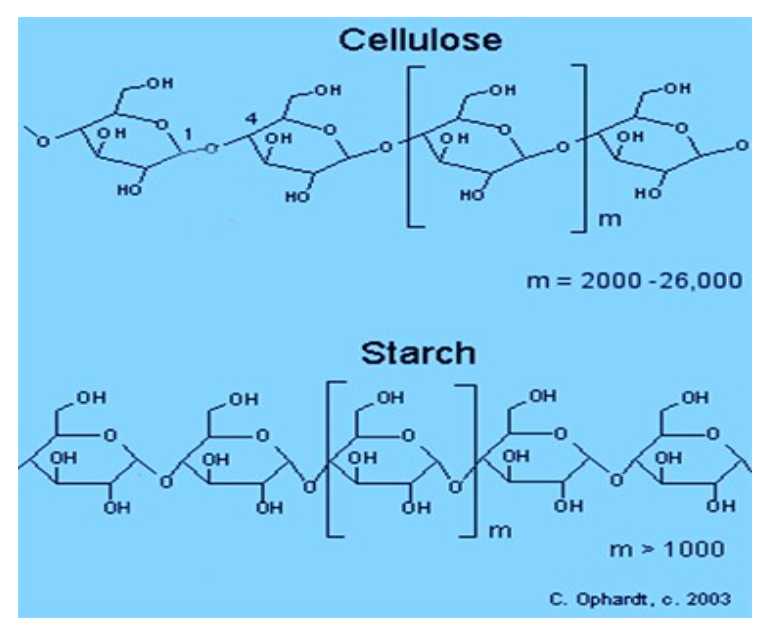 Cellulose Vs Starch Structure