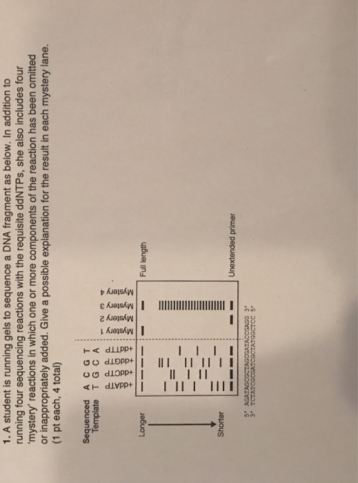 Solved A student is running gels to sequence a DNA fragment | Chegg.com