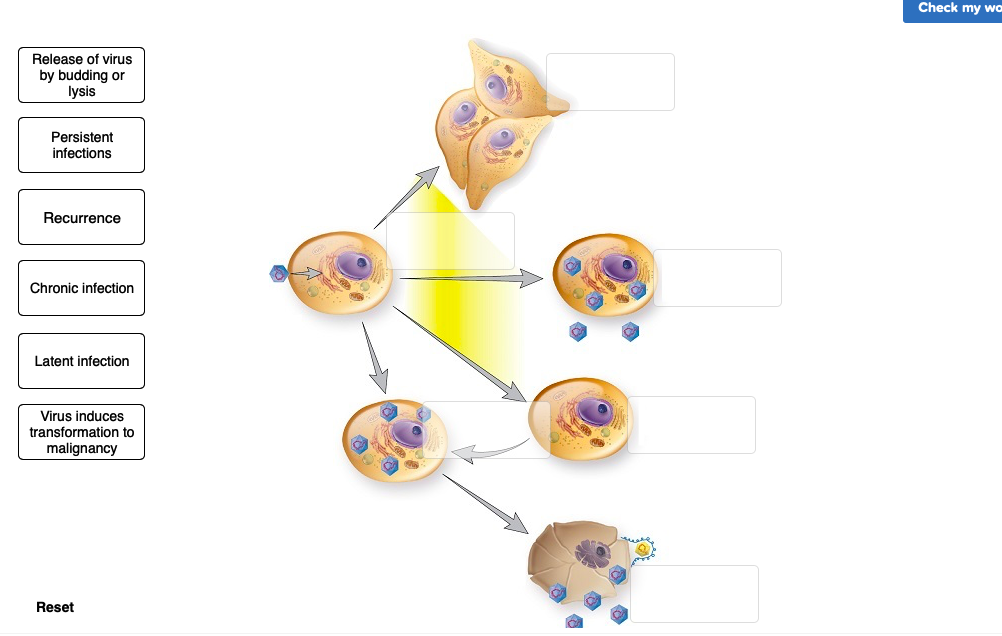 Solved Check my wa Release of virus by budding or lysis | Chegg.com
