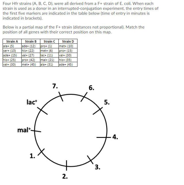 Four Hfr strains (A, B, C, D), were all derived from | Chegg.com