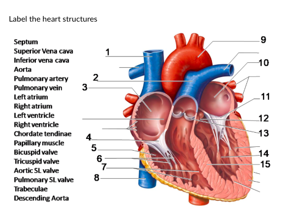 Solved Label the heart stru:nt.... 1 2 [Choose] 5 [Choose] | Chegg.com
