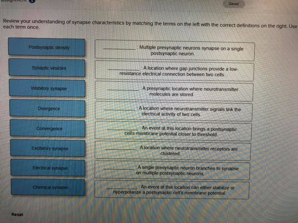 Solved Review your understanding of synapse characteristics | Chegg.com