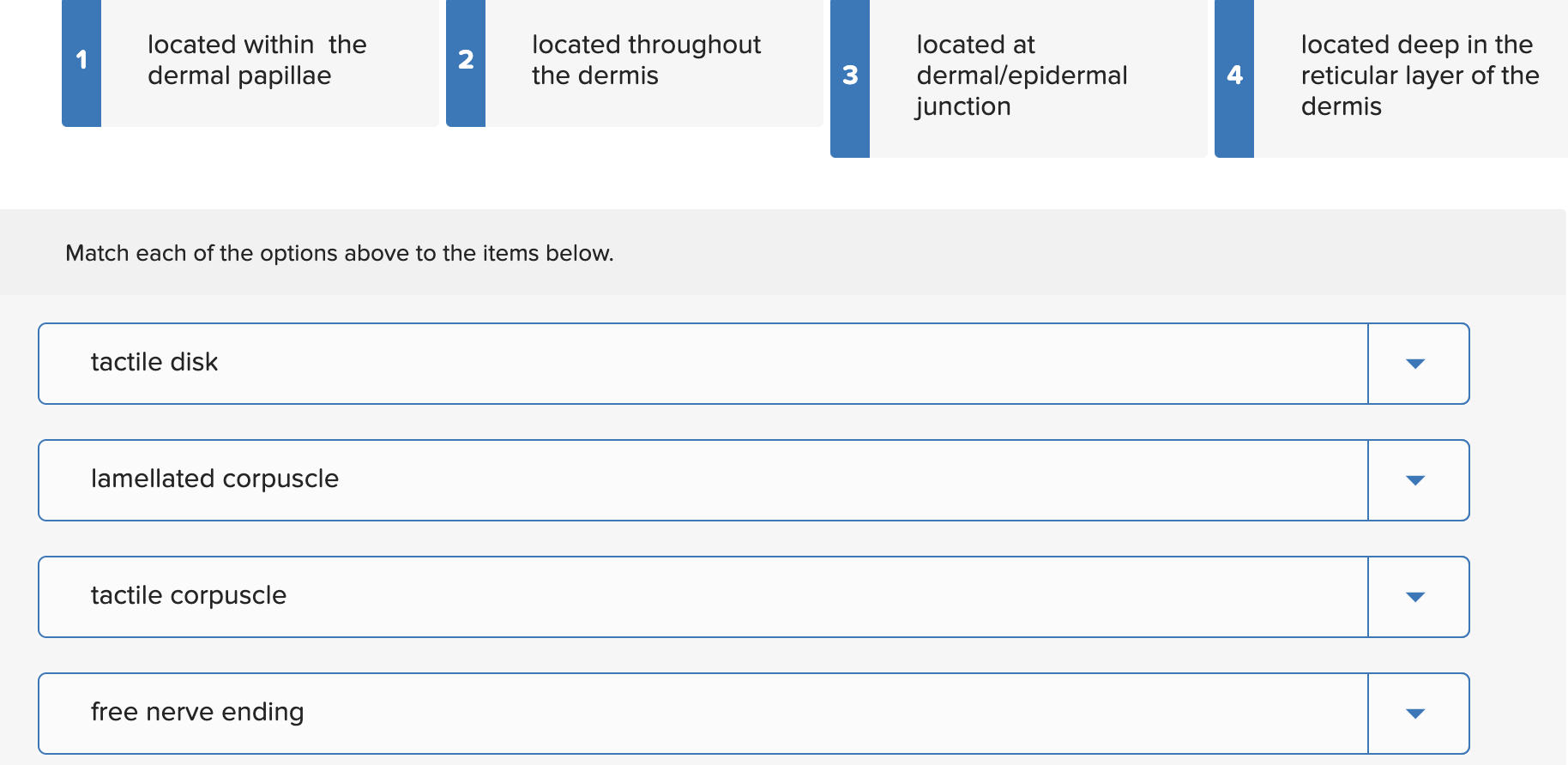 Solved 1 located within the dermal papillae located | Chegg.com