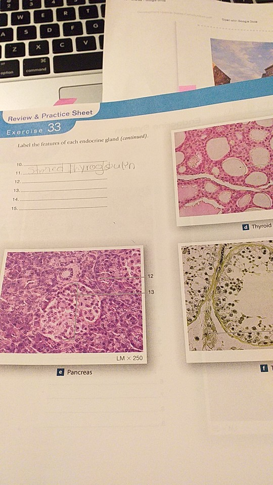 Review & Practice Sheet Exercise 33 Label the | Chegg.com