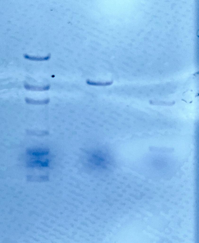 Solved Create a publication quality figure using the | Chegg.com