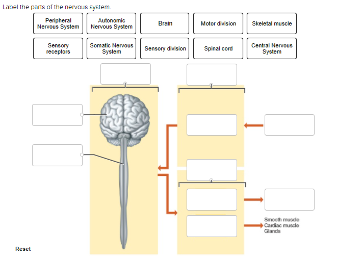 Solved Label the parts of the nervous system. Peripheral | Chegg.com