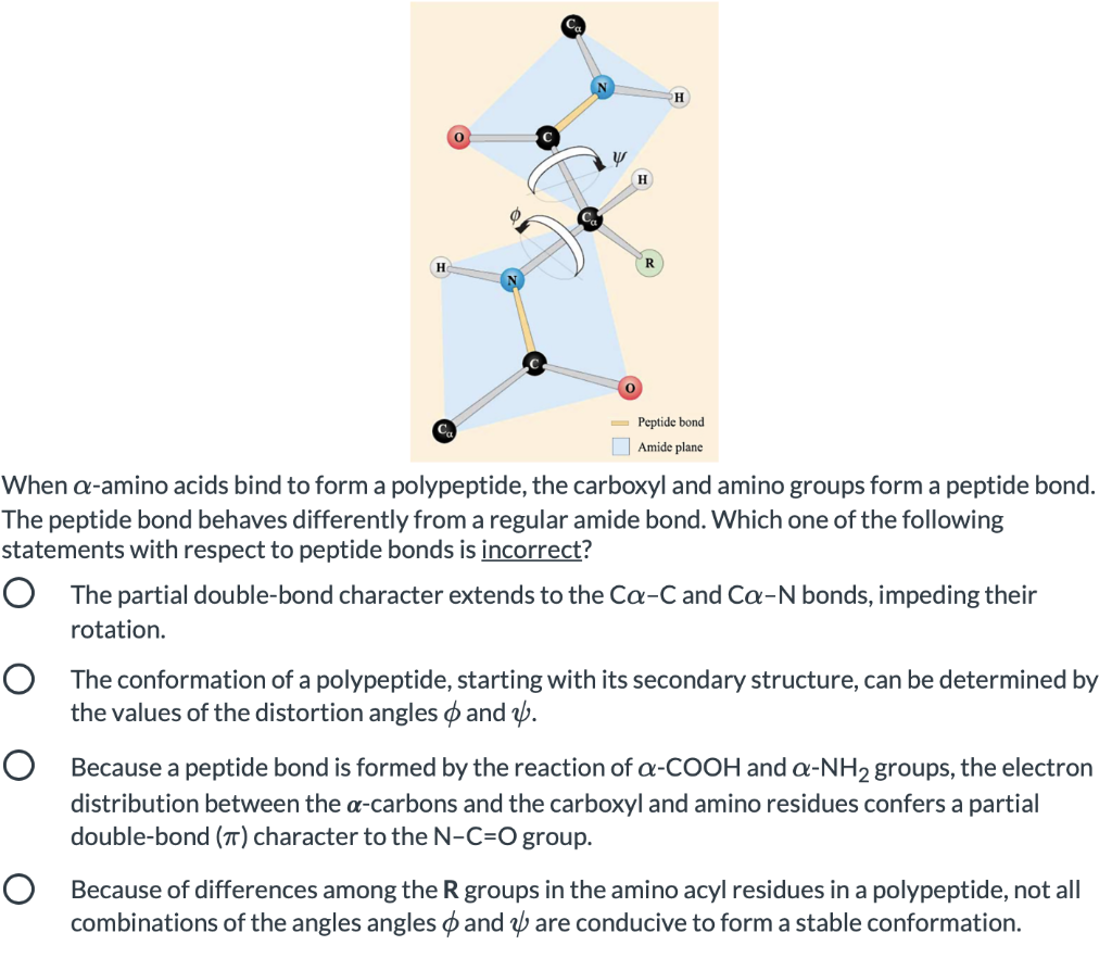 Solved ca H H H Peptide bond Amide plane When a-amino acids | Chegg.com