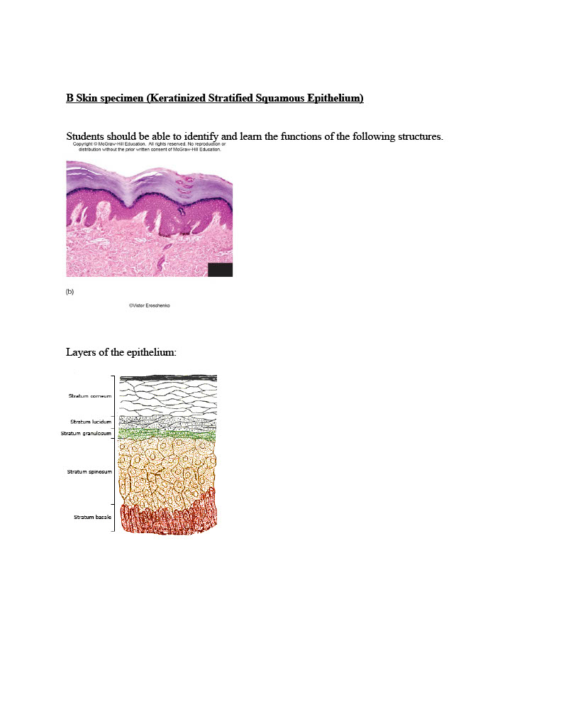 Integumentary System A. Diagram Students should be | Chegg.com