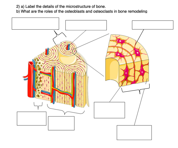 Solved 2) a) Label the details of the microstructure of | Chegg.com