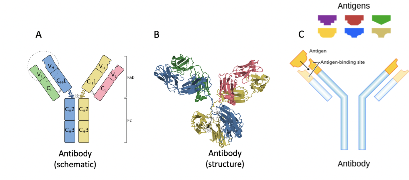 Solved Antibodies (ABs) are large molecules composed of two | Chegg.com