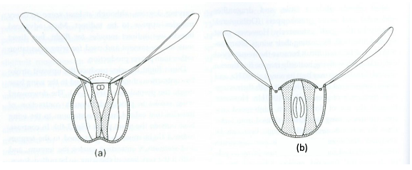 Solved FLIGHT! 7 Points. Pictured below are two alternate | Chegg.com