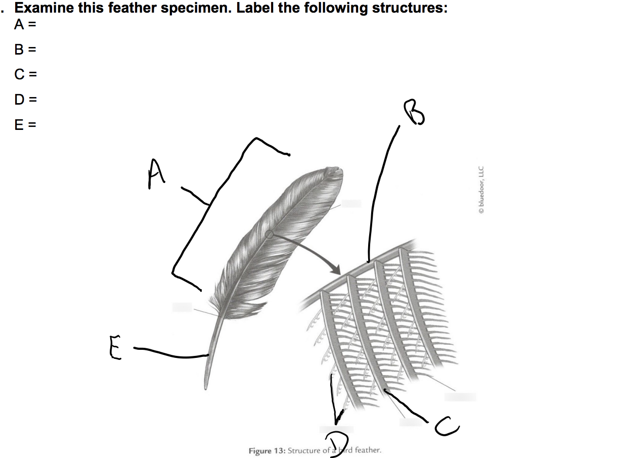 Solved Examine this feather specimen. Label the following | Chegg.com