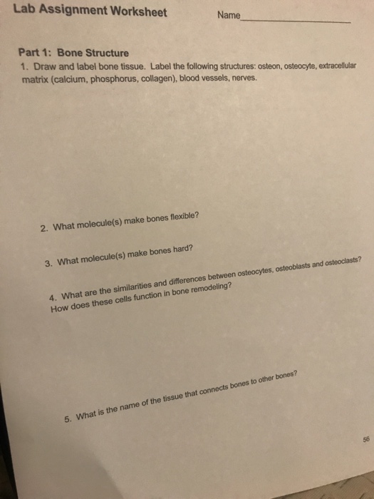 Solved Lab Assignment Worksheet Name Part 1: Bone Structure | Chegg.com