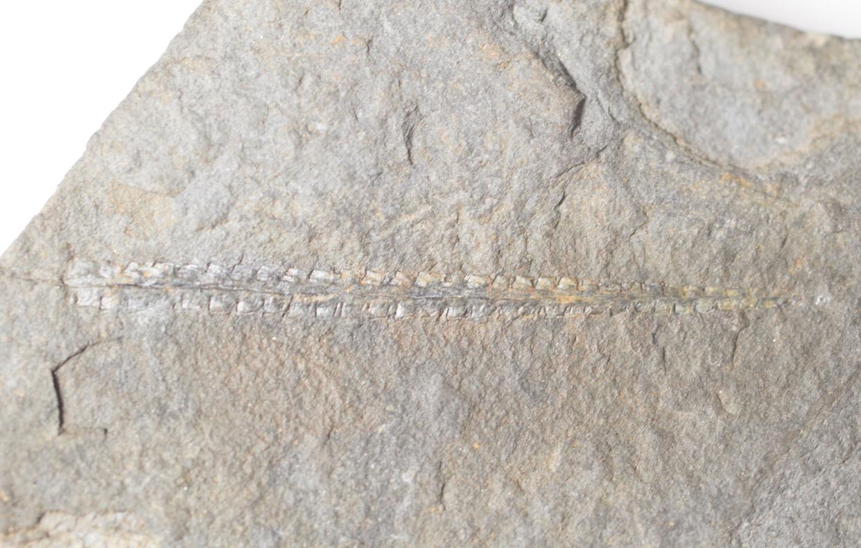 Solved Graptolites Graptolites are common fossils that have | Chegg.com