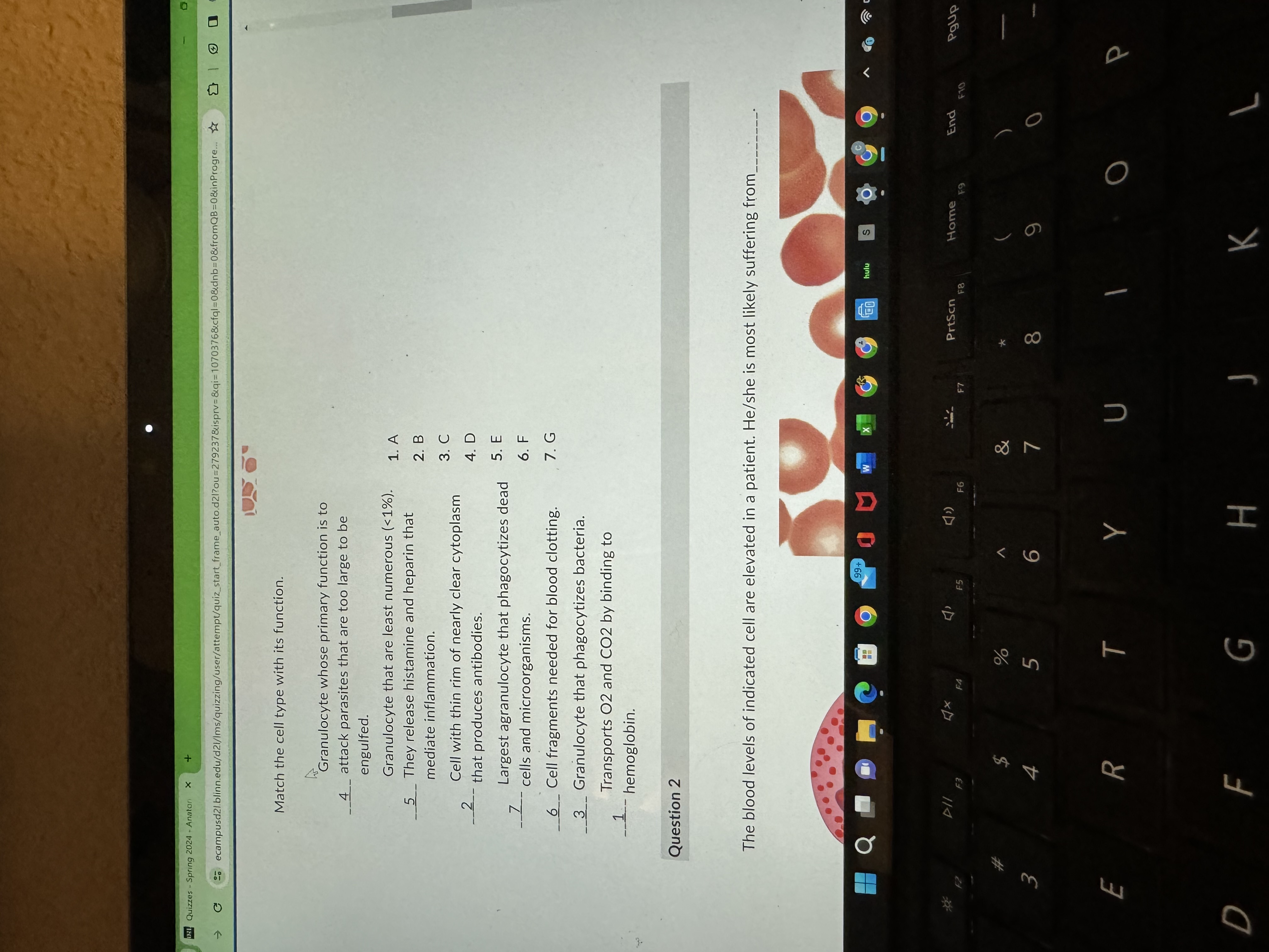 Solved Match the cell type with its function.Granulocyte | Chegg.com