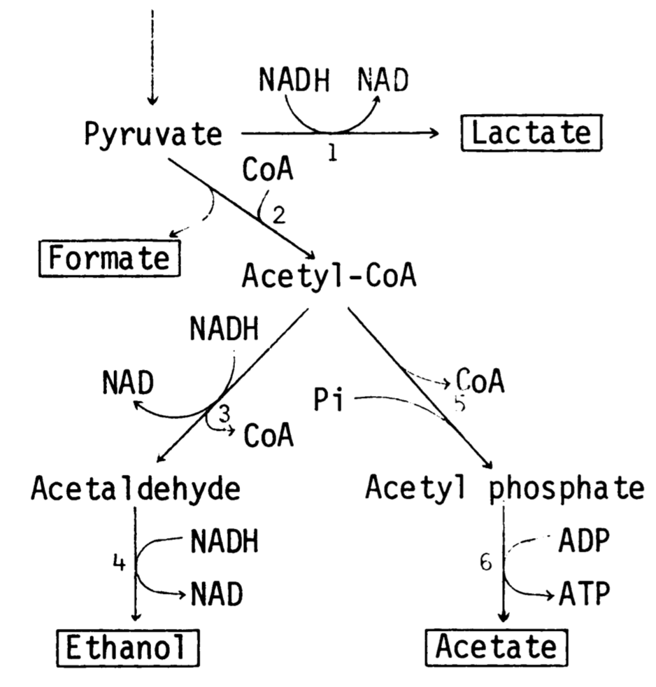 Solved NADH NAD Lactate Pyruvate COA Forma te Acetyl-COA | Chegg.com