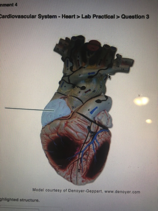 nment 4 ardlovascular System - Heart> Lab | Chegg.com
