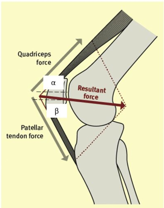 Solved The figure below describes the knee joint from | Chegg.com