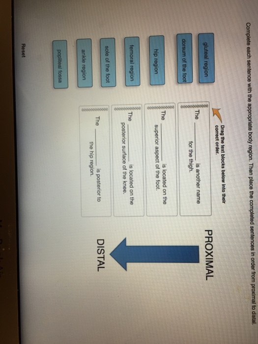 Solved Complete each sentence with the appropriate body | Chegg.com