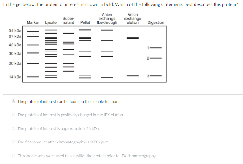Solved In the gel below, the protein of interest is shown in | Chegg.com