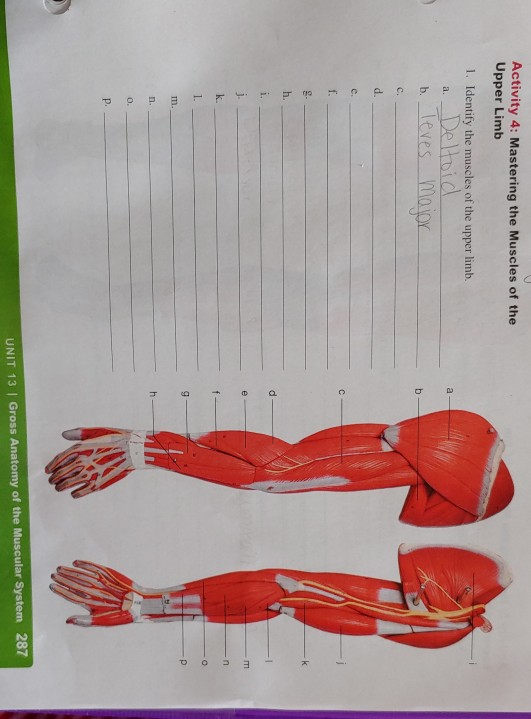 Solved Activity 4: Mastering the Muscles of the Upper Limb | Chegg.com Solved Activity 4: Mastering the Muscles of the Upper Limb | Chegg.com