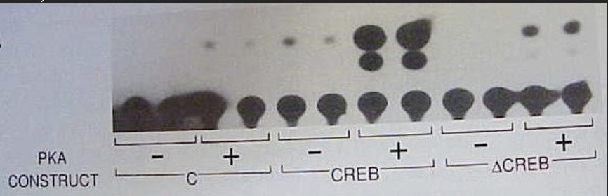 Solved These are results from a CAT assay. Three | Chegg.com