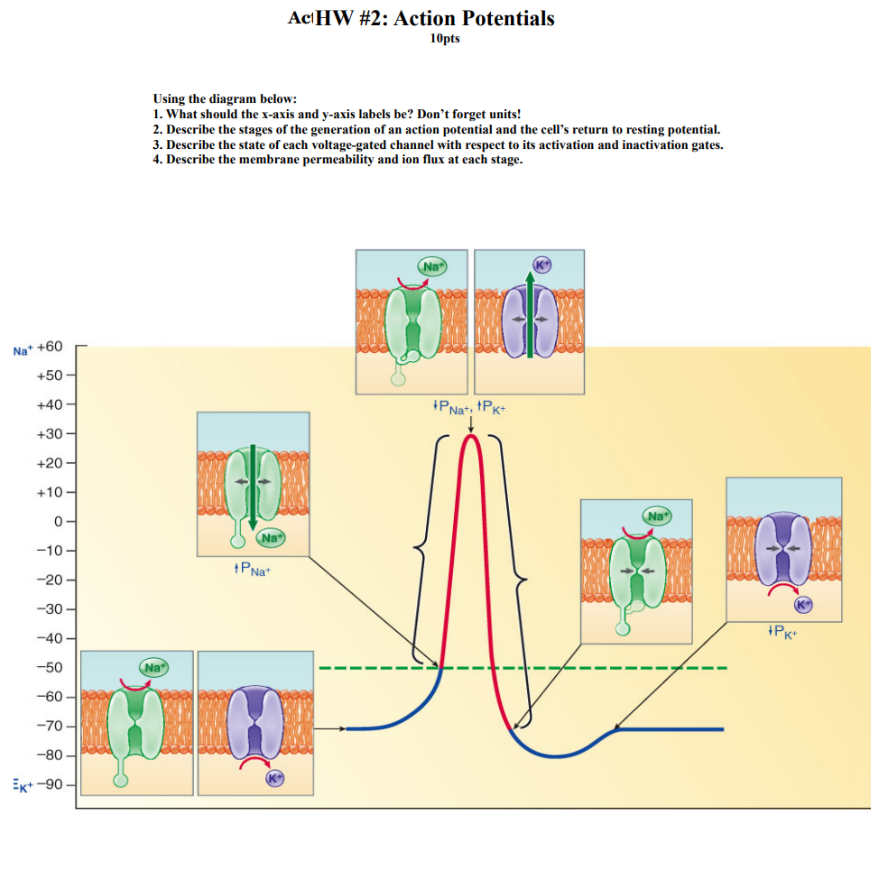 Solved AcHW #2: Action Potentials 10pts Using the diagram | Chegg.com
