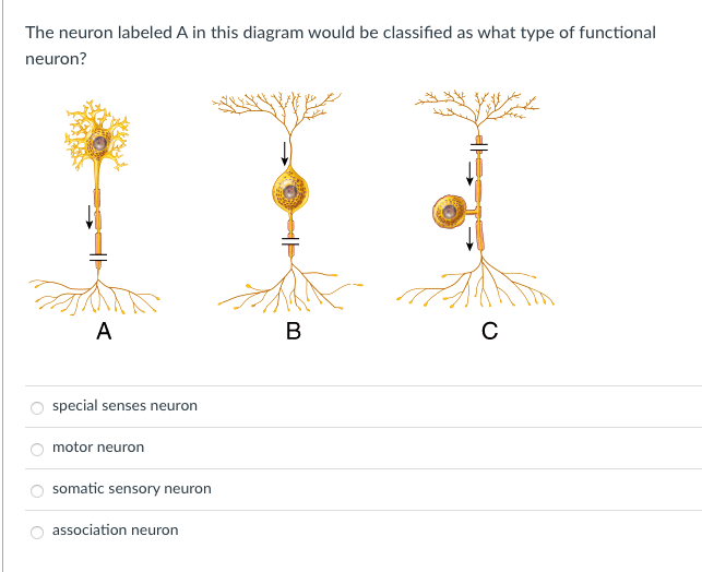 Solved The neuron labeled A in this diagram would be | Chegg.com
