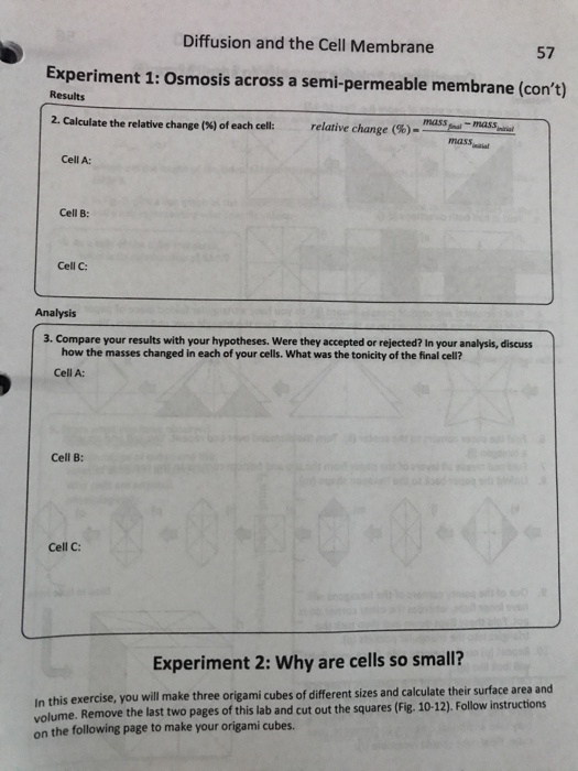 Diffusion and the Cell Membrane 57 Experiment 1: | Chegg.com