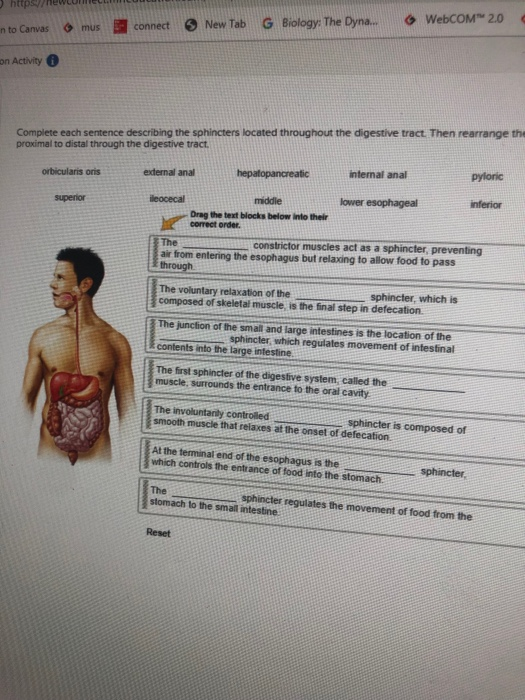 Solved https//h WebCOM 2.0 G Biology: The Dyna... New Tab | Chegg.com Solved https//h WebCOM 2.0 G Biology: The Dyna... New Tab | Chegg.com