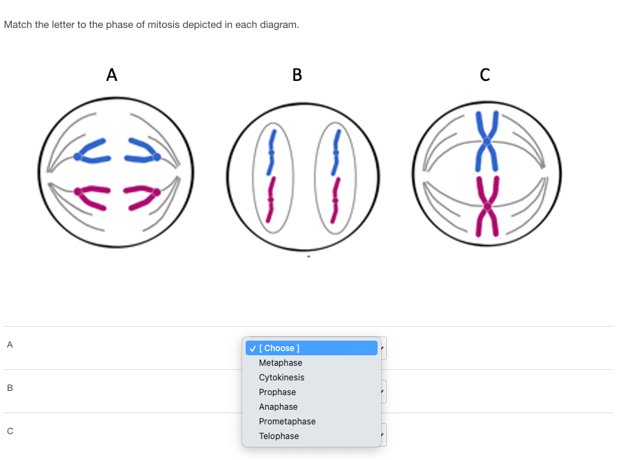 Solved Match the letter to the phase of mitosis depicted in | Chegg.com