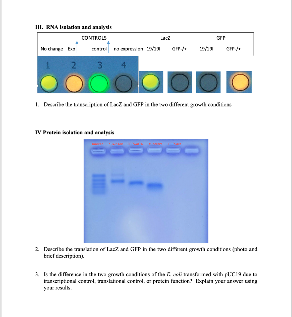 Lab: Differential Expression Differential gene | Chegg.com