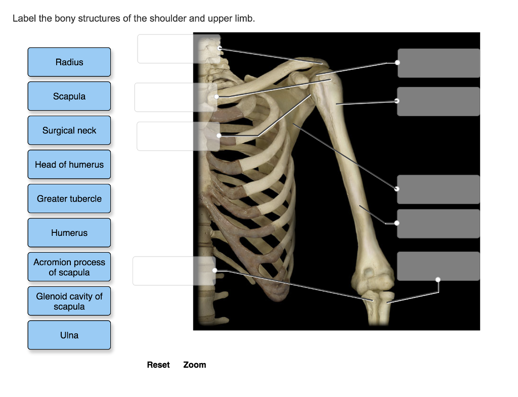  Get Answer Label The Bony Structures Of The Shoulder And Upper Limb