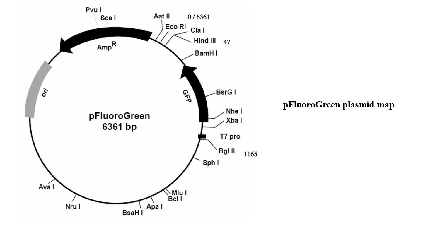 Plasmid Dna Map