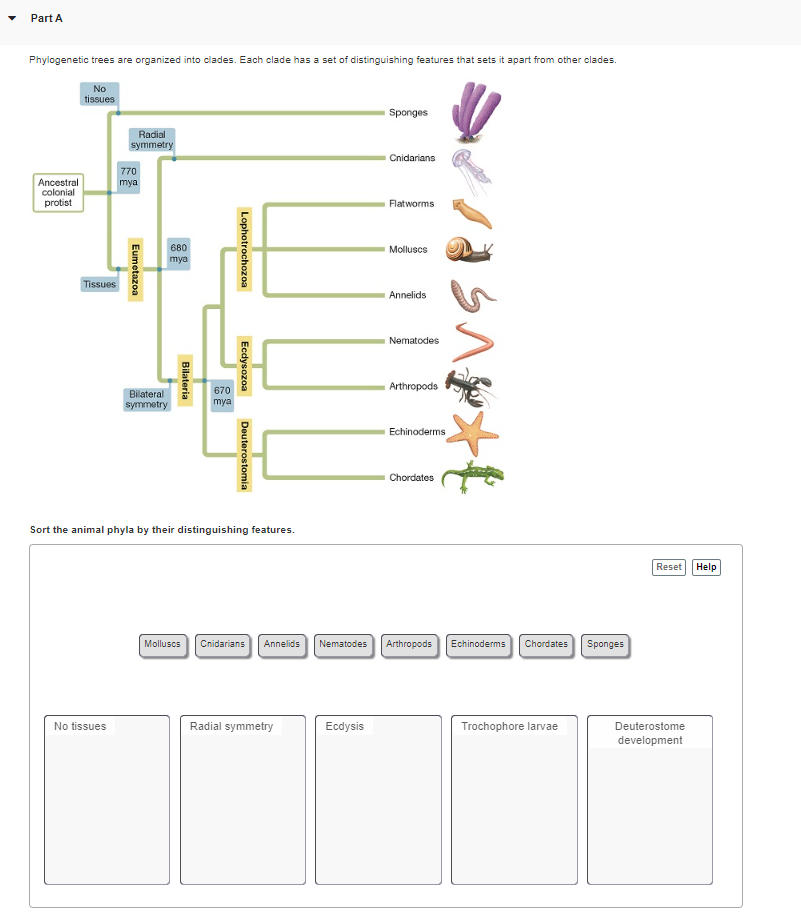 Solved Phylogenetic trees are organized into clades. Each | Chegg.com