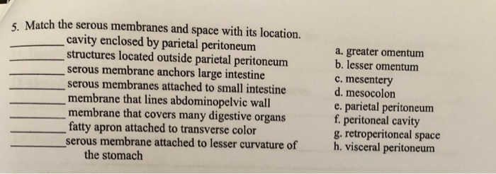 Solved 5, Match the serous membranes and space with its | Chegg.com