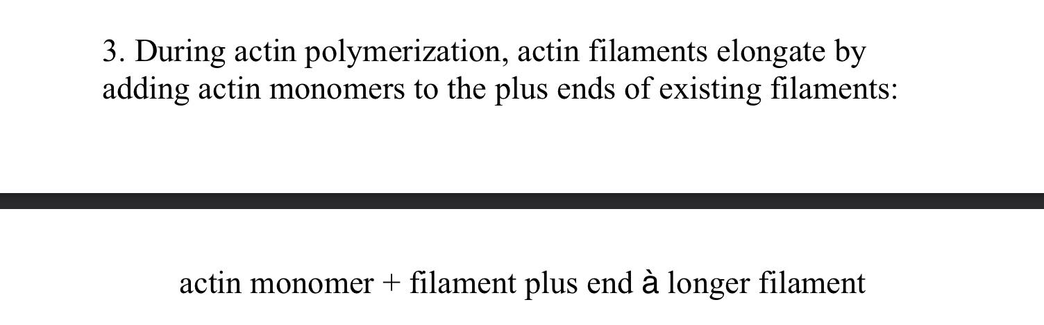 Solved 3. During actin polymerization, actin filaments | Chegg.com