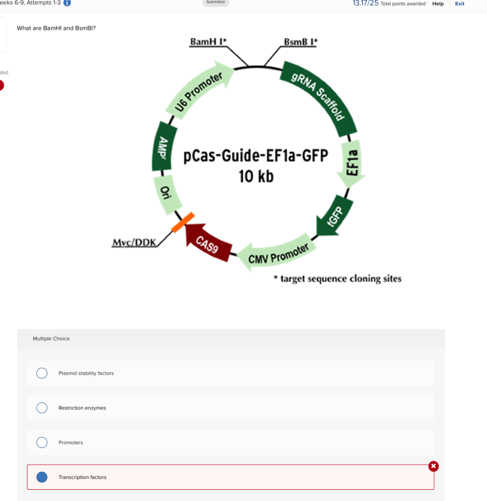 Solved What are BamHI and BsmBI? BamH BsmB ORNA Scaffold U6 | Chegg.com