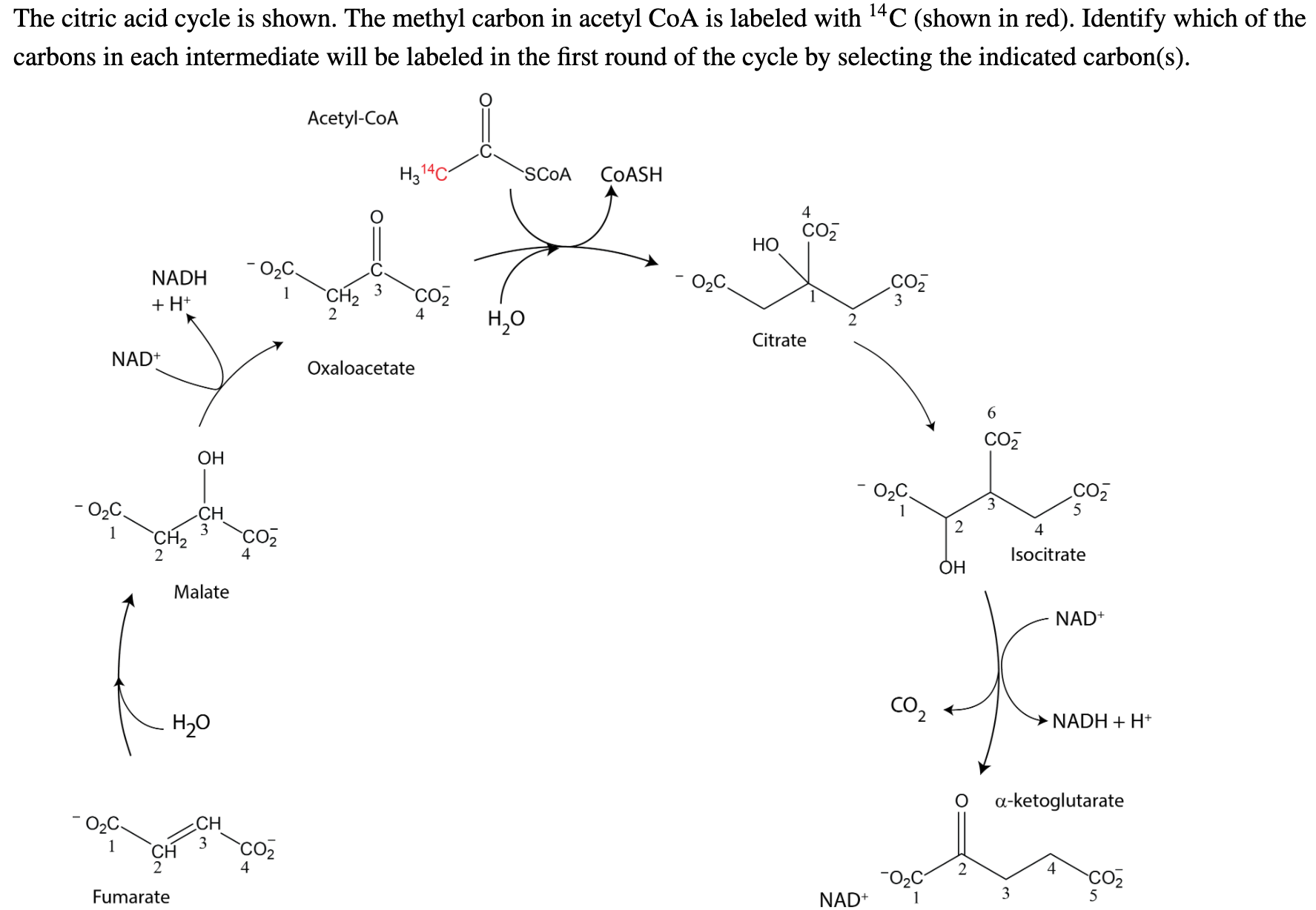 Solved The citric acid cycle is shown. The methyl carbon in | Chegg.com