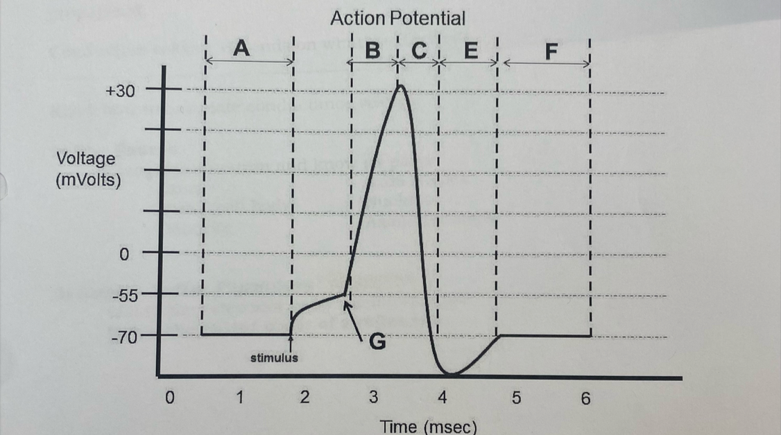 Solved Fill in the names and the state of the ion channels | Chegg.com