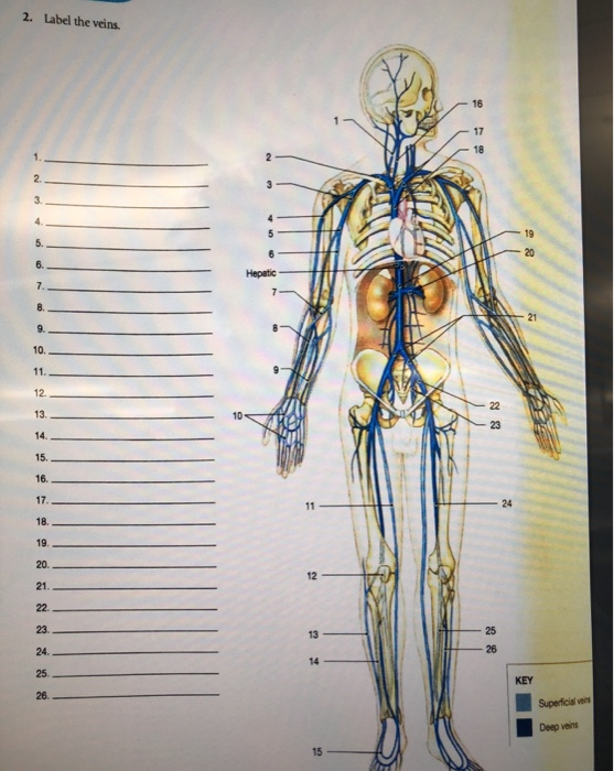 Solved Labeling Label the arteries. -15 ー16 17 19 ー21 ー22 12 | Chegg.com