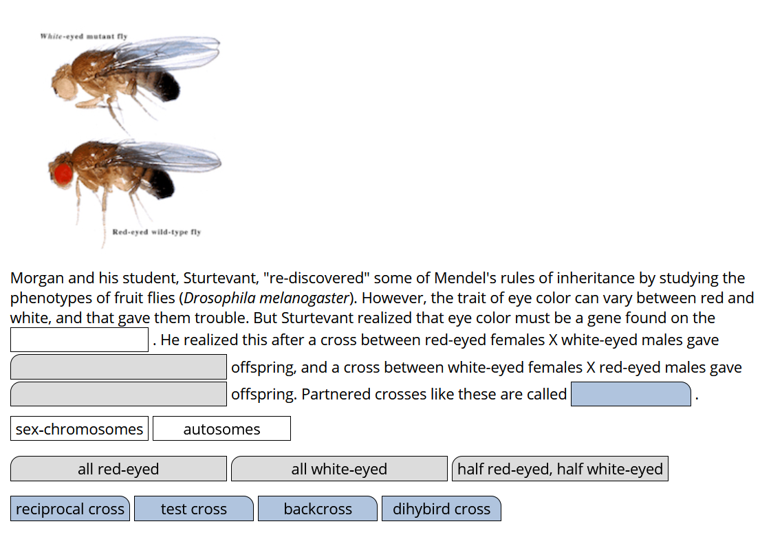Solved White-eyed mutant fly Red-eyed wild-type fly Morgan | Chegg.com
