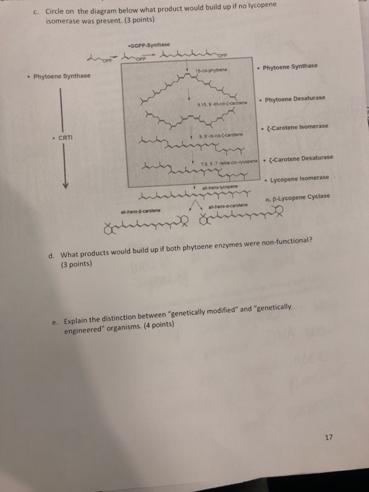 5. The gene construct below was used to generate | Chegg.com