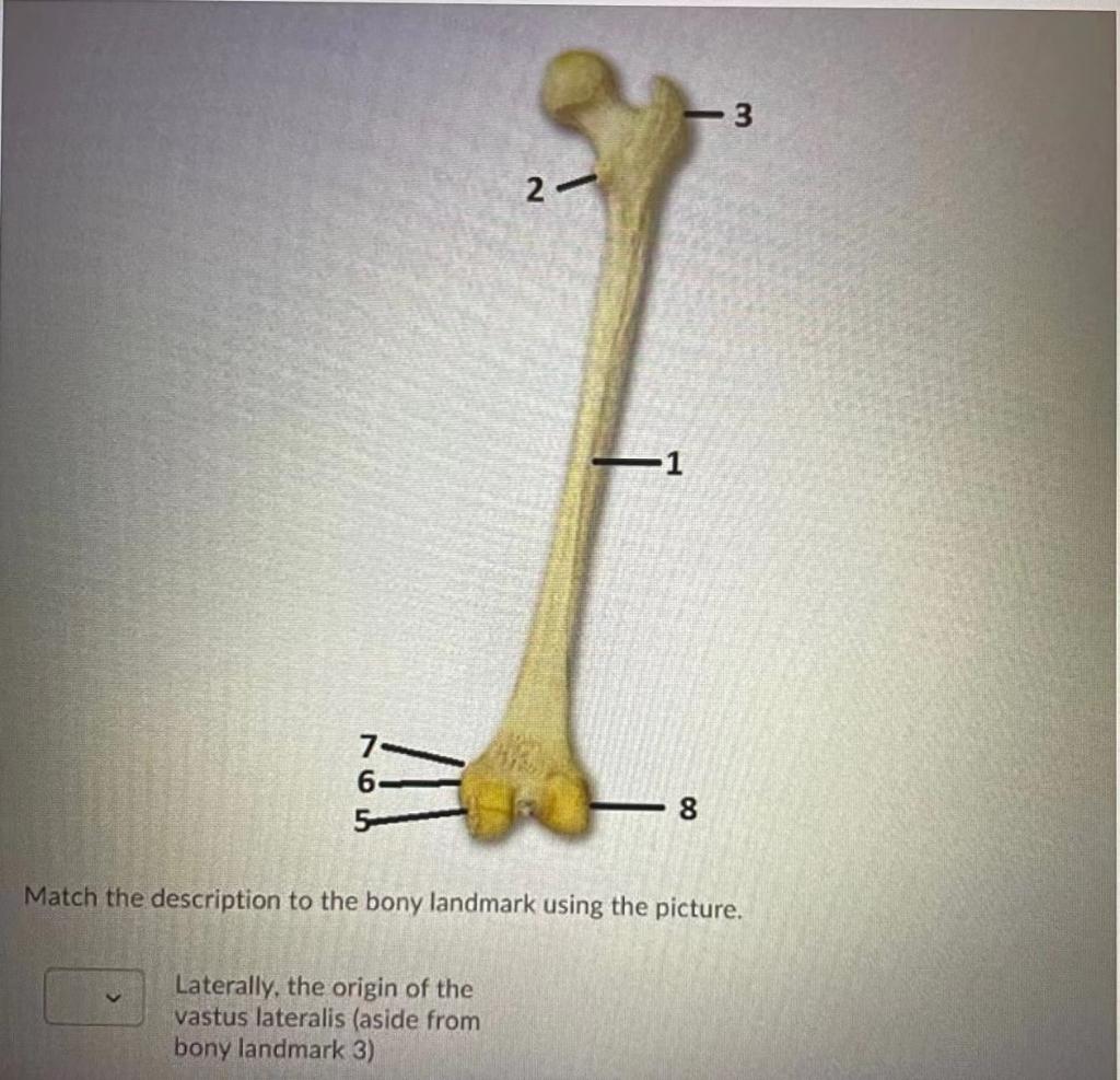 Solved 3 2 1 6 Match the description to the bony landmark | Chegg.com