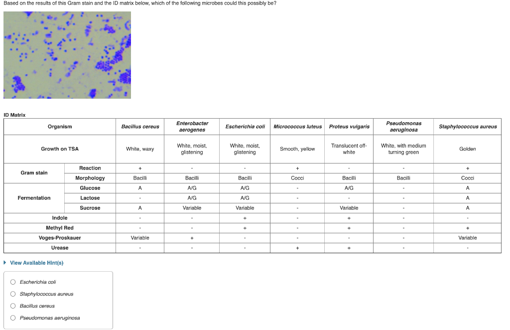 Solved Based on the results of this Gram stain and the ID | Chegg.com