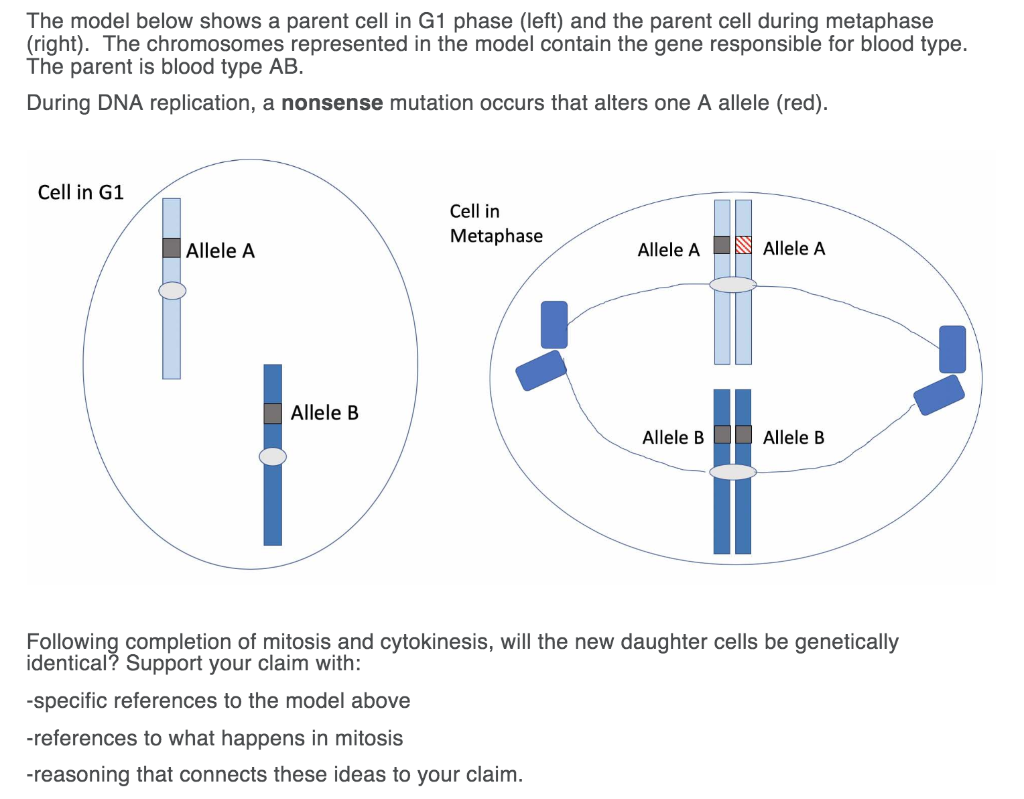Solved The model below shows a parent cell in G1 phase | Chegg.com