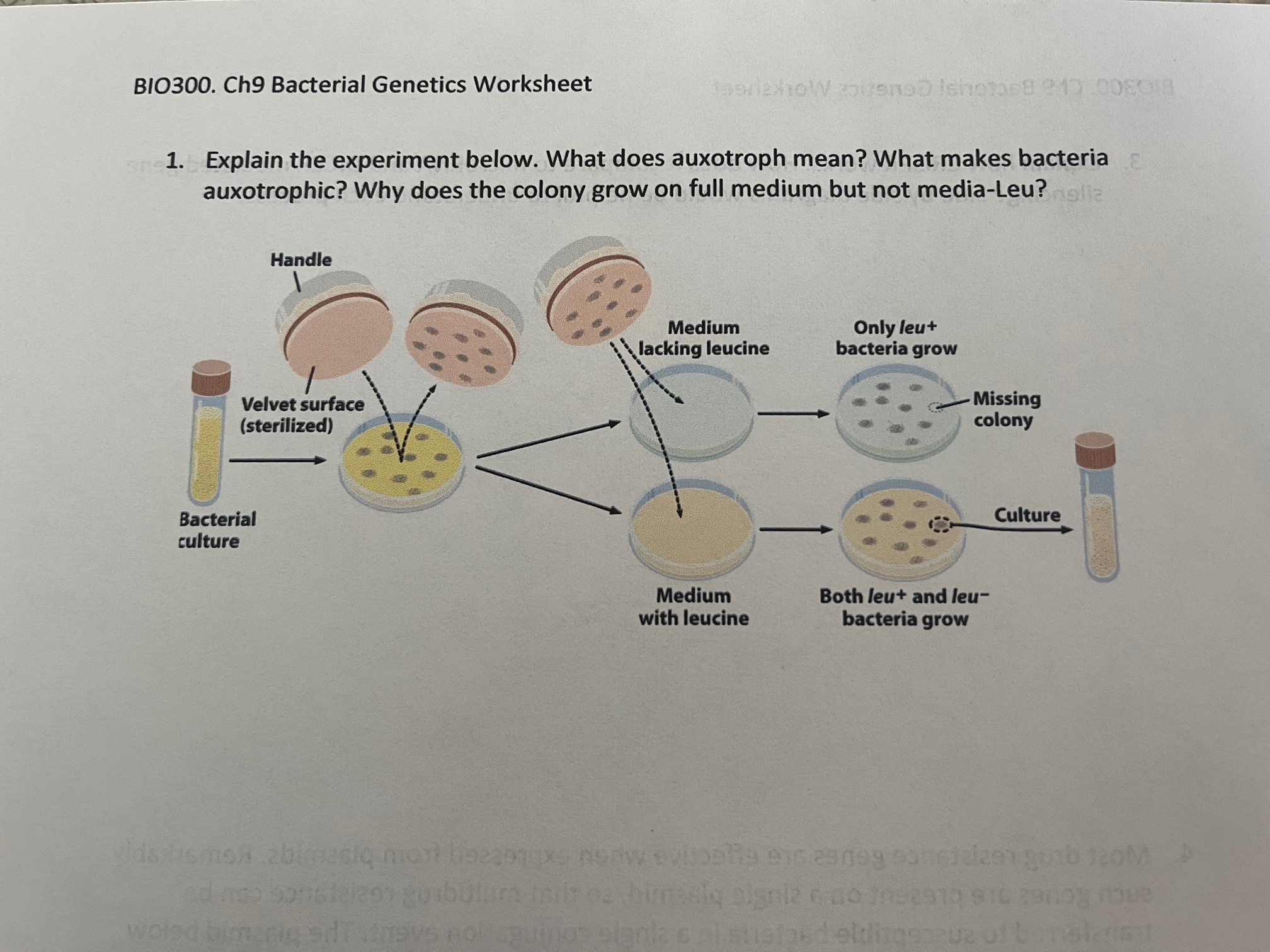 Solved BIO300. Ch9 Bacterial Genetics Worksheet 1. Explain | Chegg.com