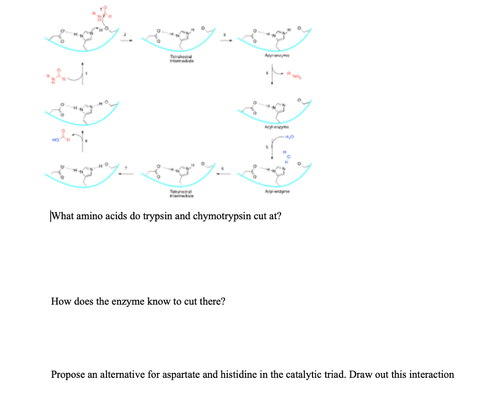 Solved 0 но What amino acids do trypsin and chymotrypsin cut | Chegg.com