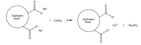 Solved Na 0 Sephadex bead 0- Cuso Sephadex bead Cu2 + Na2SO4 | Chegg.com